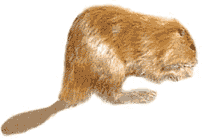 Bobry: obrazki ruchome, animowane gify i animacje - 100% DARMO!